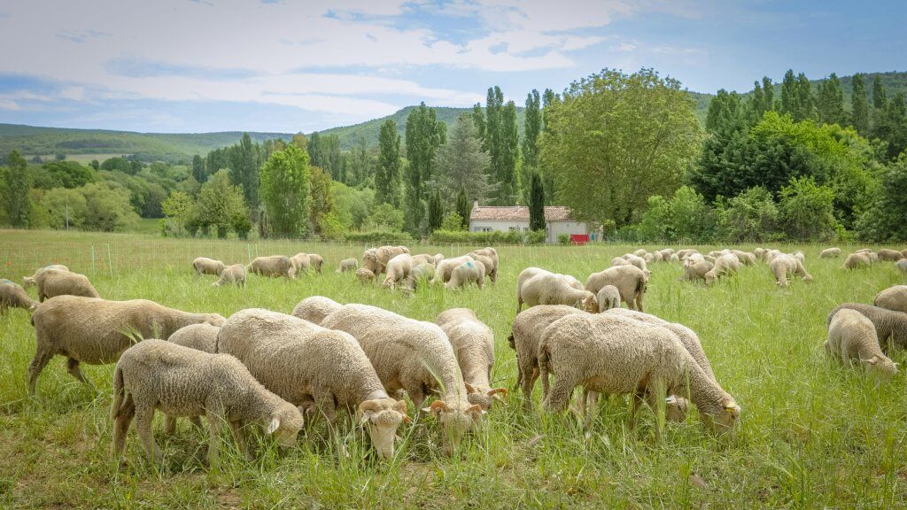 Aide d'Urgence FCO : La Région Grand Est Soutient les Éleveurs Impactés ...